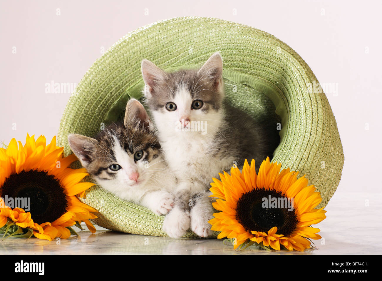 domestic cat - two kittens in hat Stock Photo - Alamy