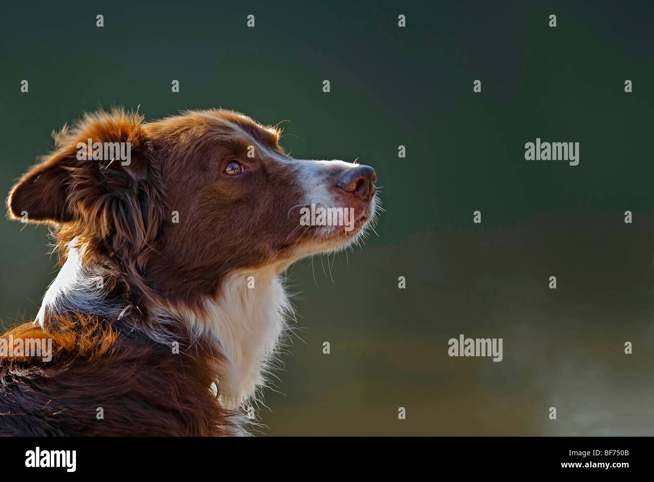Border Collie dog - portrait Stock Photo - Alamy