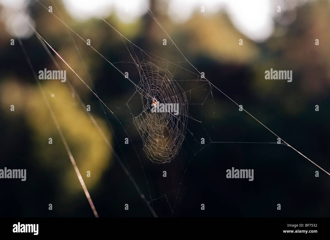 European Garden Spider, Cross Orbweaver, Cross Spider (Araneus ...