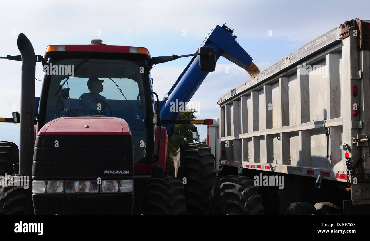 Offloading harvested corn or soybeans to a waiting farm truck to take ...