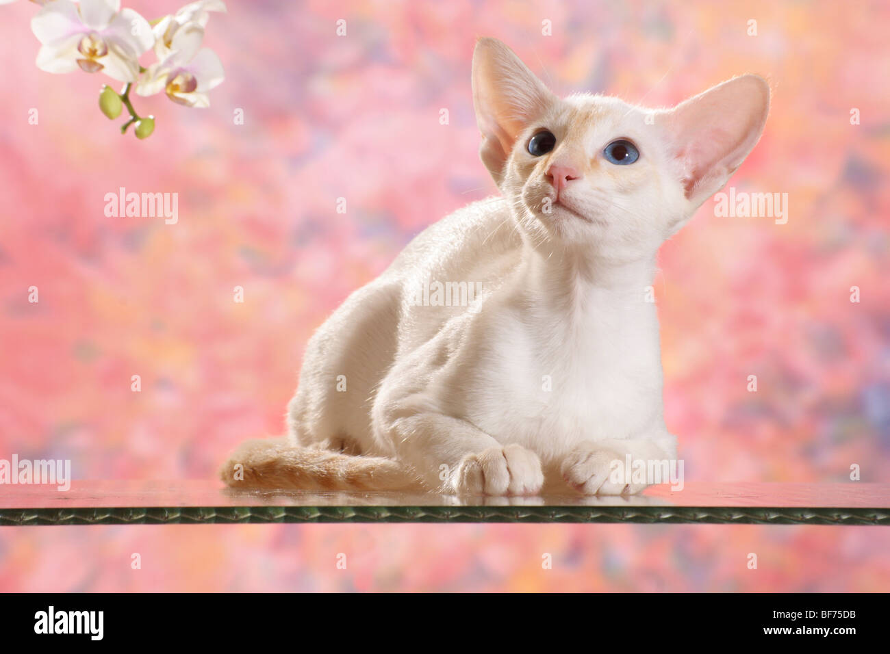Siamese cat - lying Stock Photo - Alamy