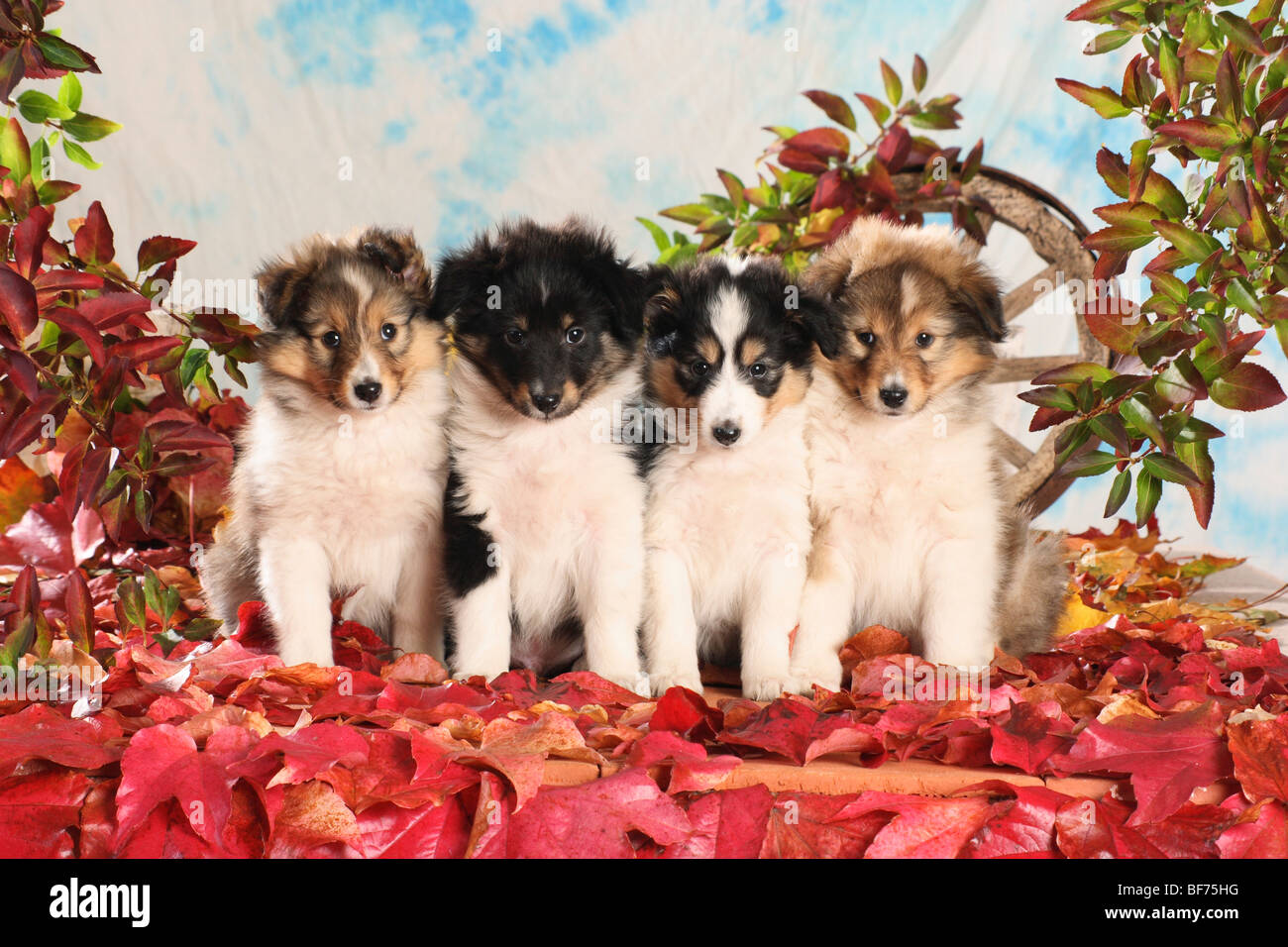Four shetland sheepdogs hi-res stock photography and images - Alamy