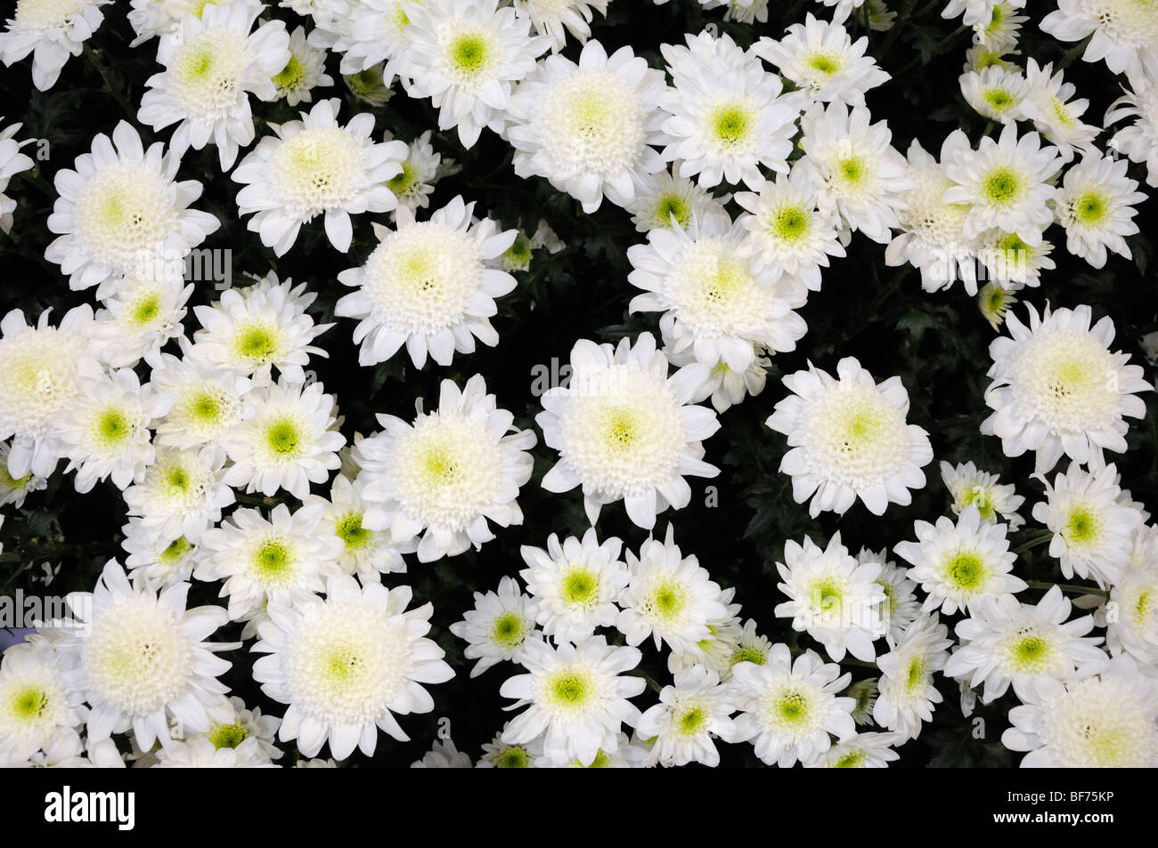 Swan flowers hi-res stock photography and images - Alamy