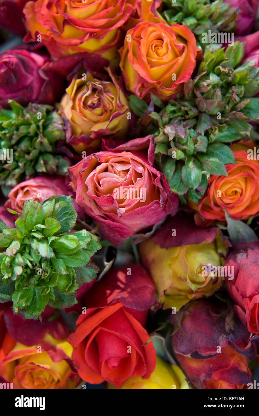 Field grown roses hi-res stock photography and images - Alamy