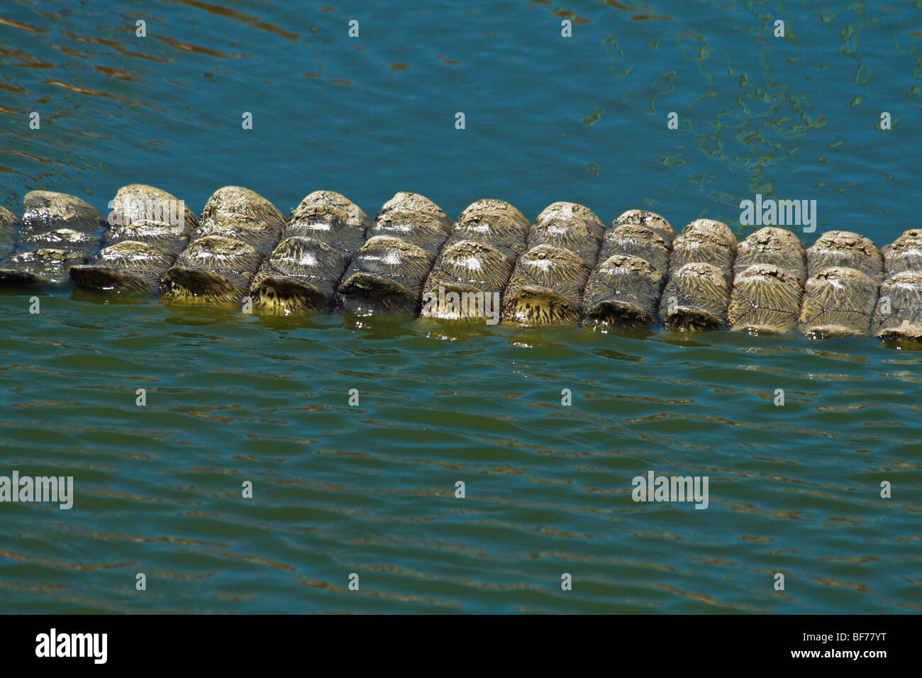 Body and tail hi-res stock photography and images - Alamy