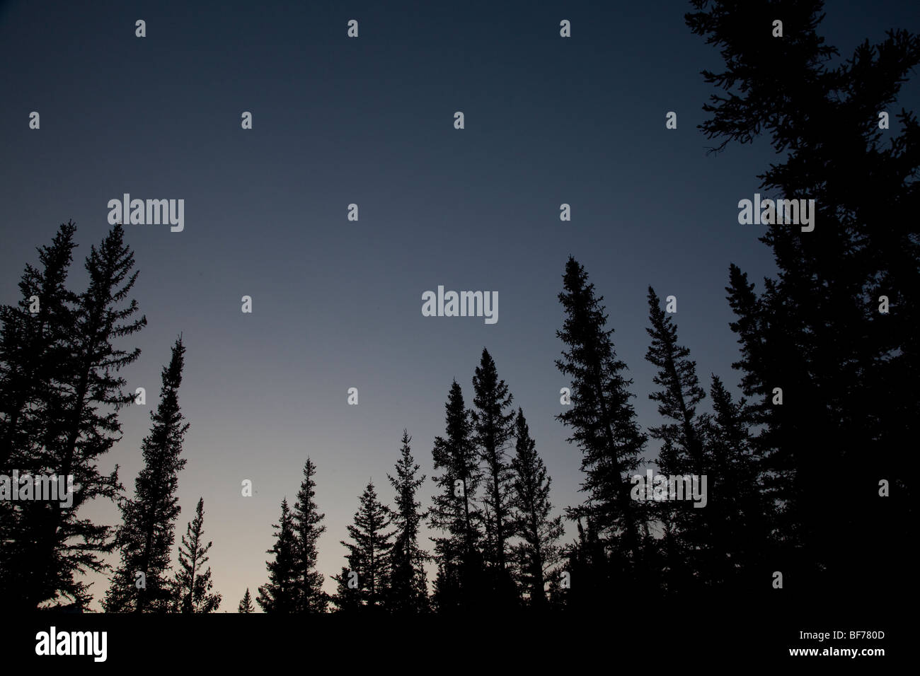pine trees in a forest at night Stock Photo - Alamy