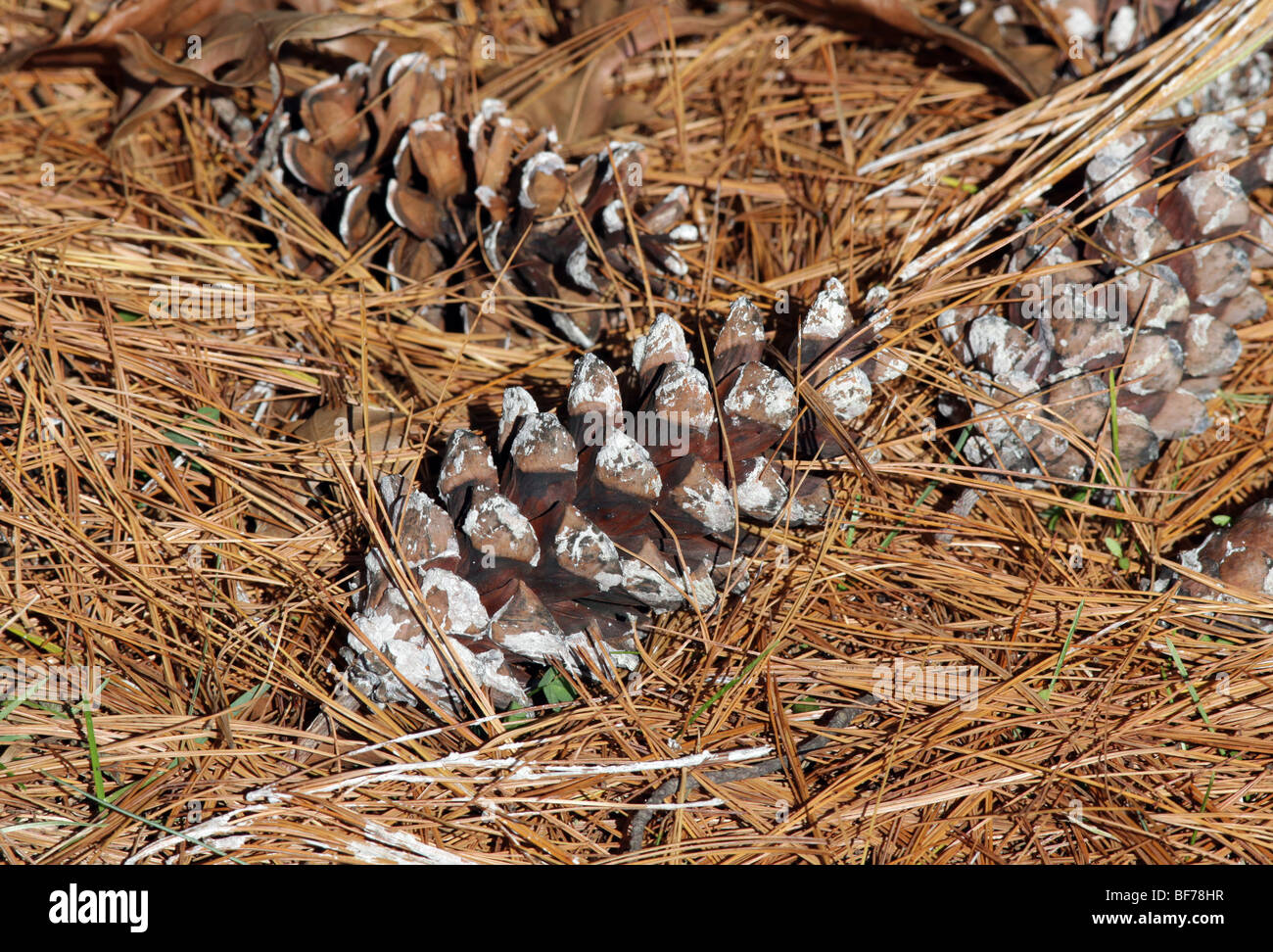 Group of cones hi-res stock photography and images - Alamy