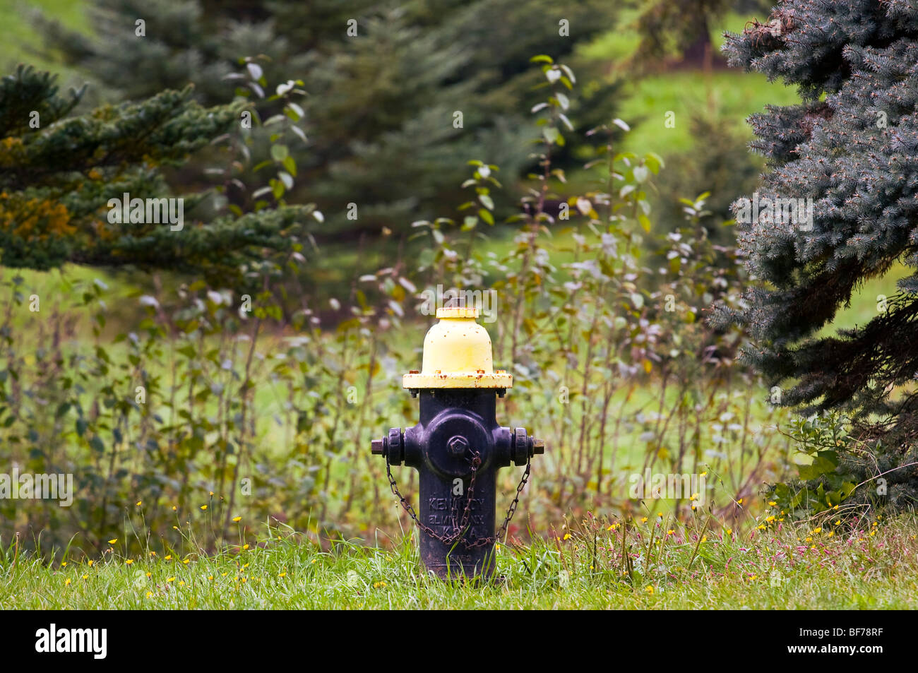 Fire Hydrant in a forest Stock Photo - Alamy