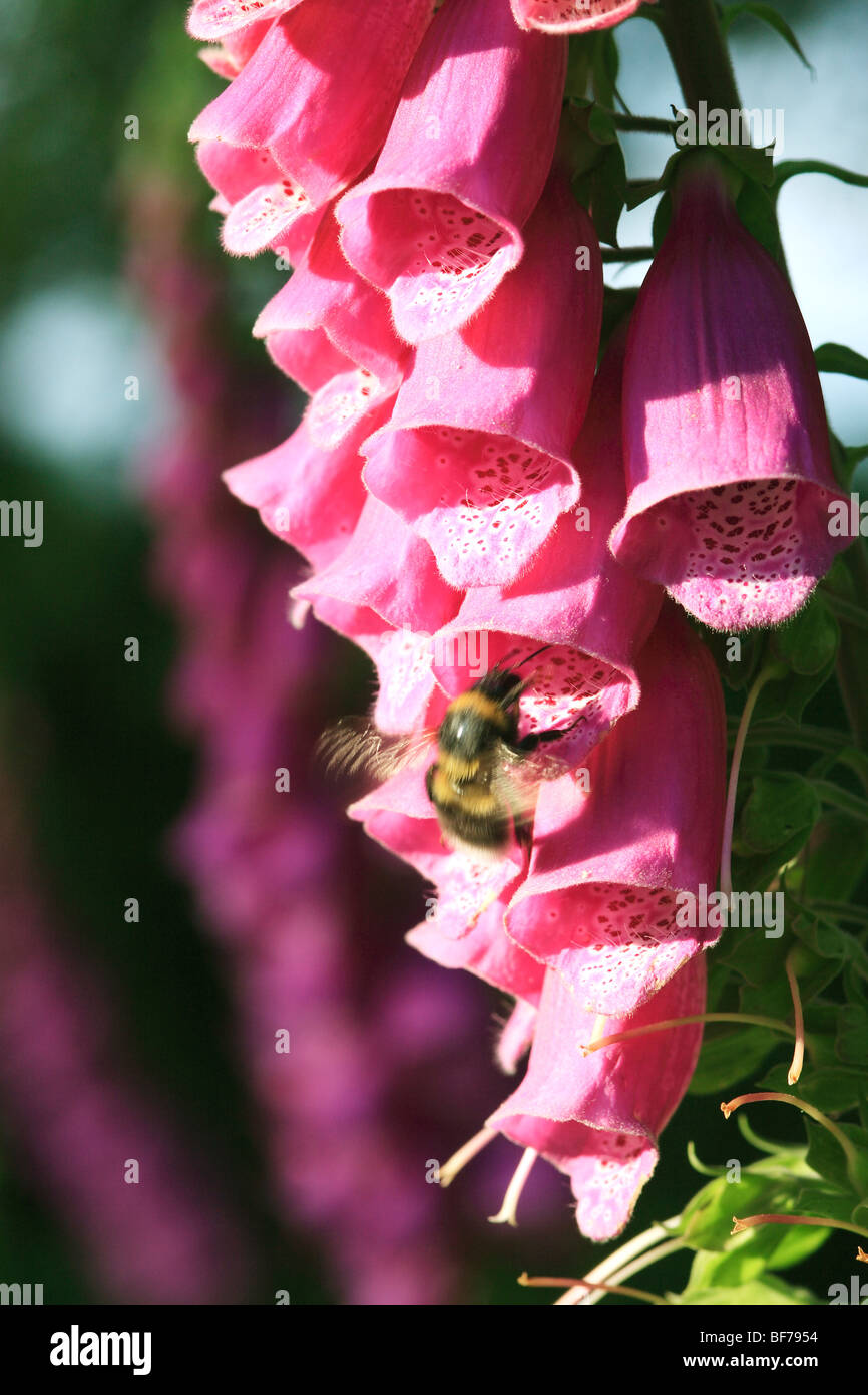 Bumble Bee (Bombus terrestris) visiting Foxglove (Digitalis purpurea ...