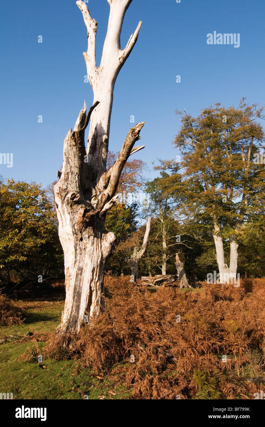 New forest bleached tree hi-res stock photography and images - Alamy