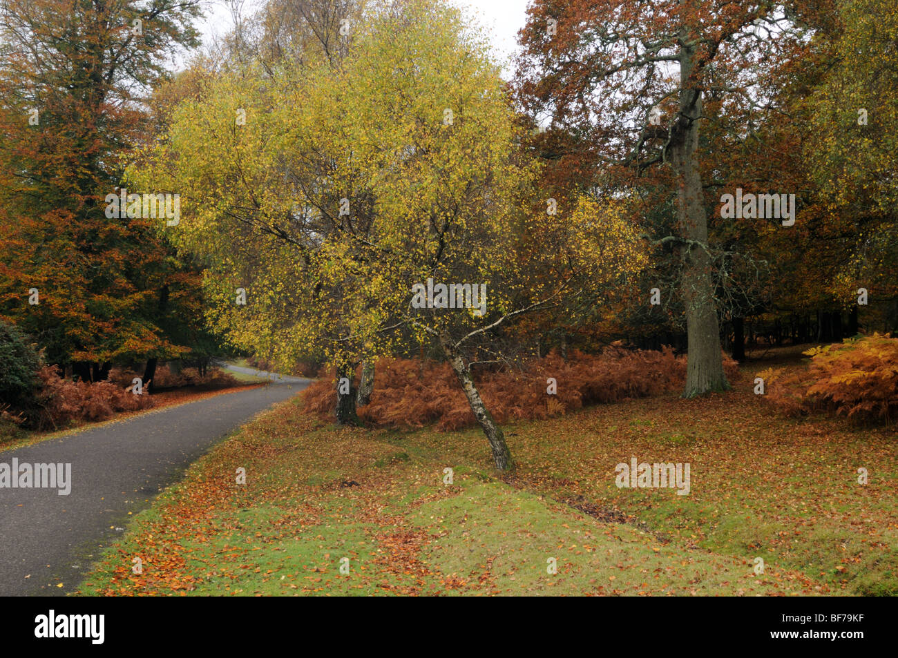 Denny wood new forest hi-res stock photography and images - Alamy