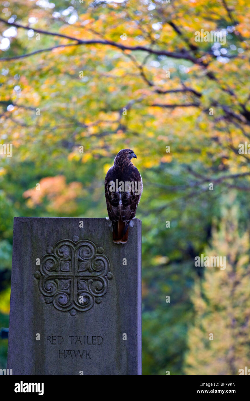 Red-tailed Hawk sitting atop a gravestone marked with "Red Tailed Hawk ...