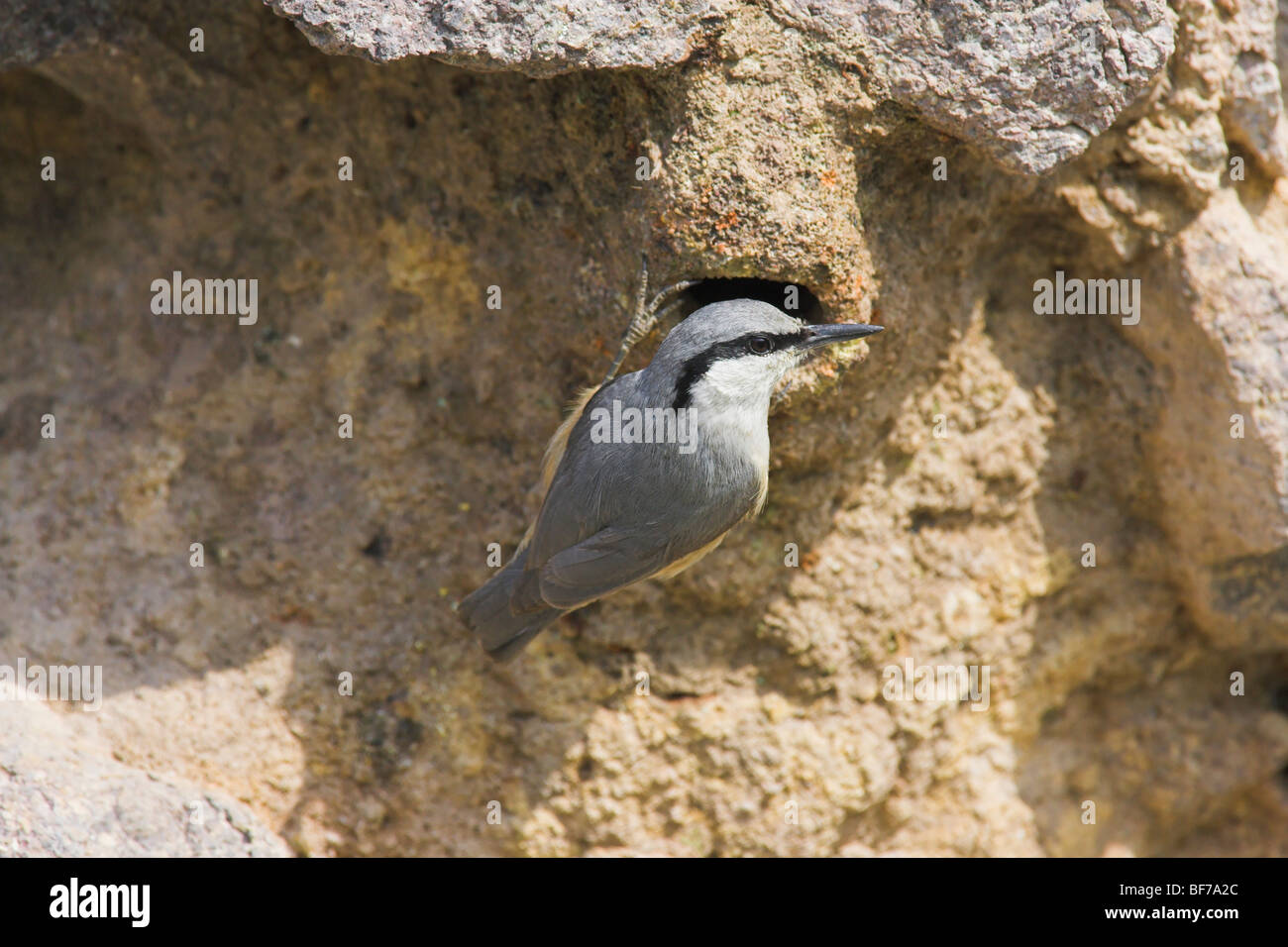Western Rock Nuthatch Sitta neumayer adult clinging to nest entrance ...