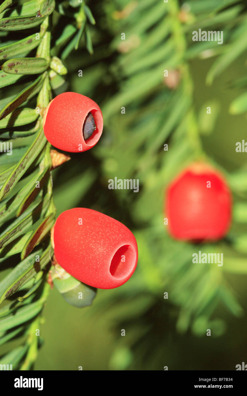 Yew Tree Berries (Taxus baccata Stock Photo - Alamy