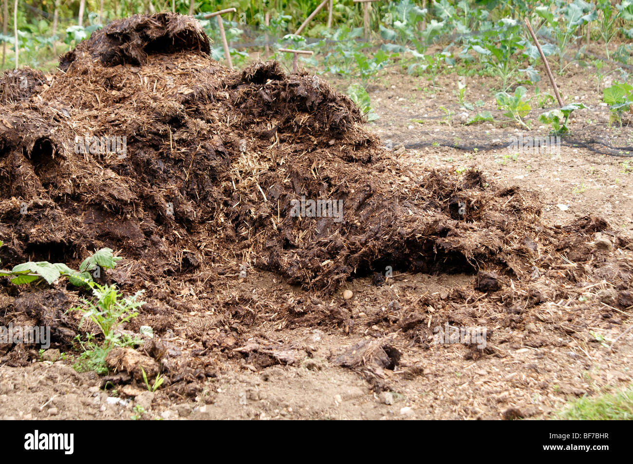 Farmyard Manure