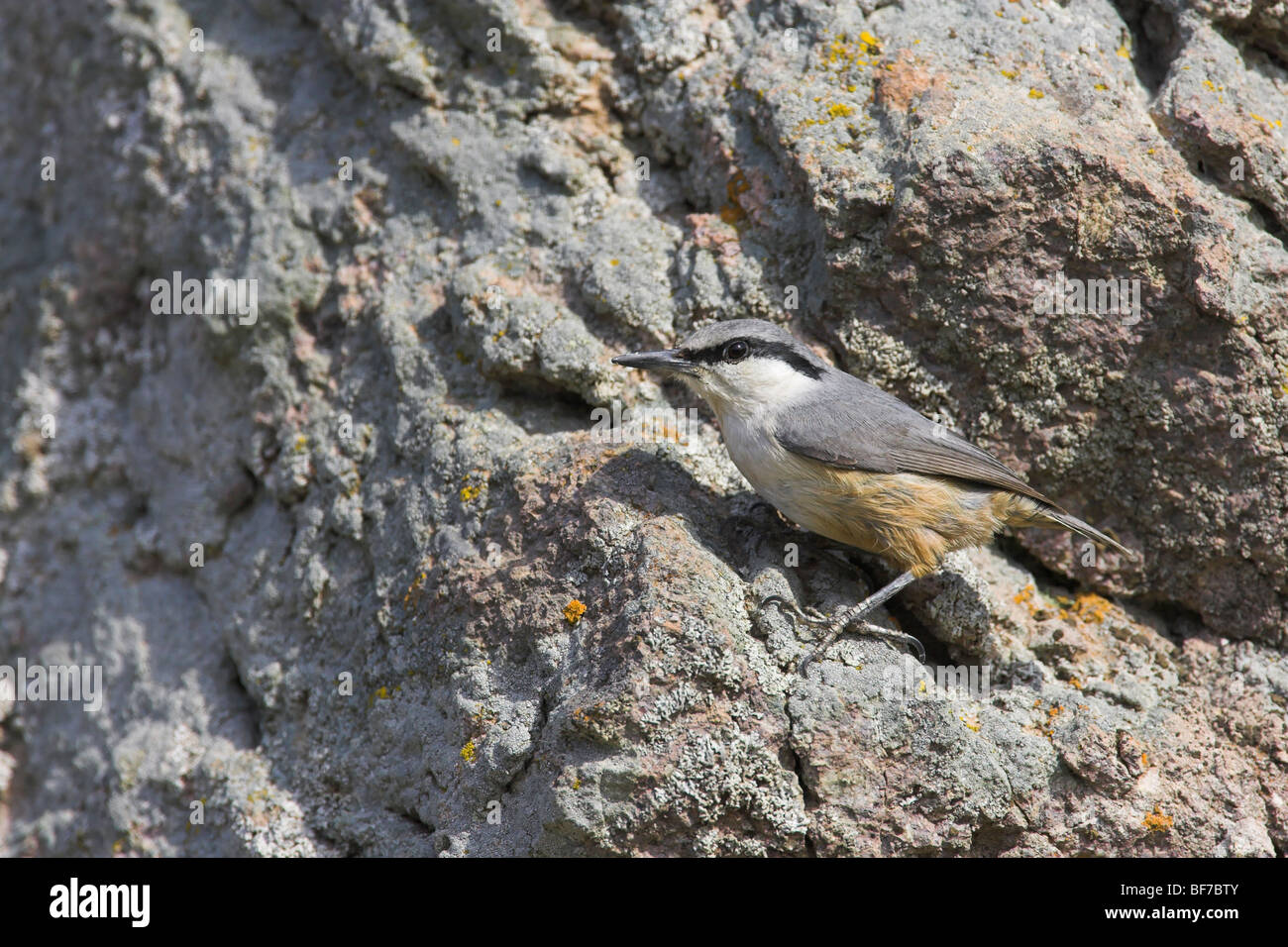 Rock nuthatch sitta neumayer hi-res stock photography and images - Alamy