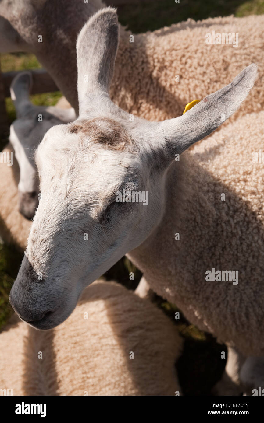 Blue faced leicester sheep hi-res stock photography and images - Alamy