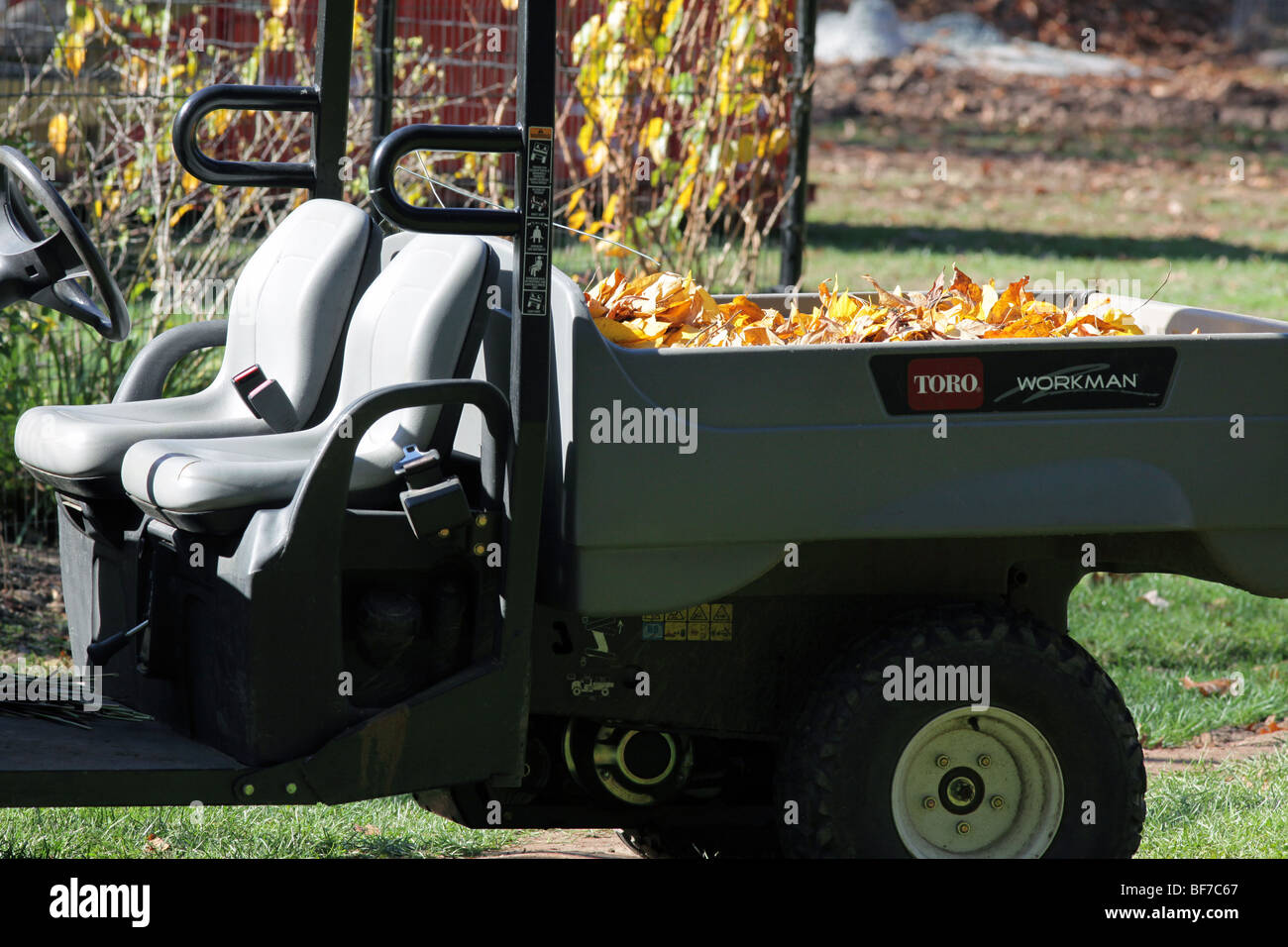 The bed of a Toro Workman utility vehicle loaded with autumn leaves ...