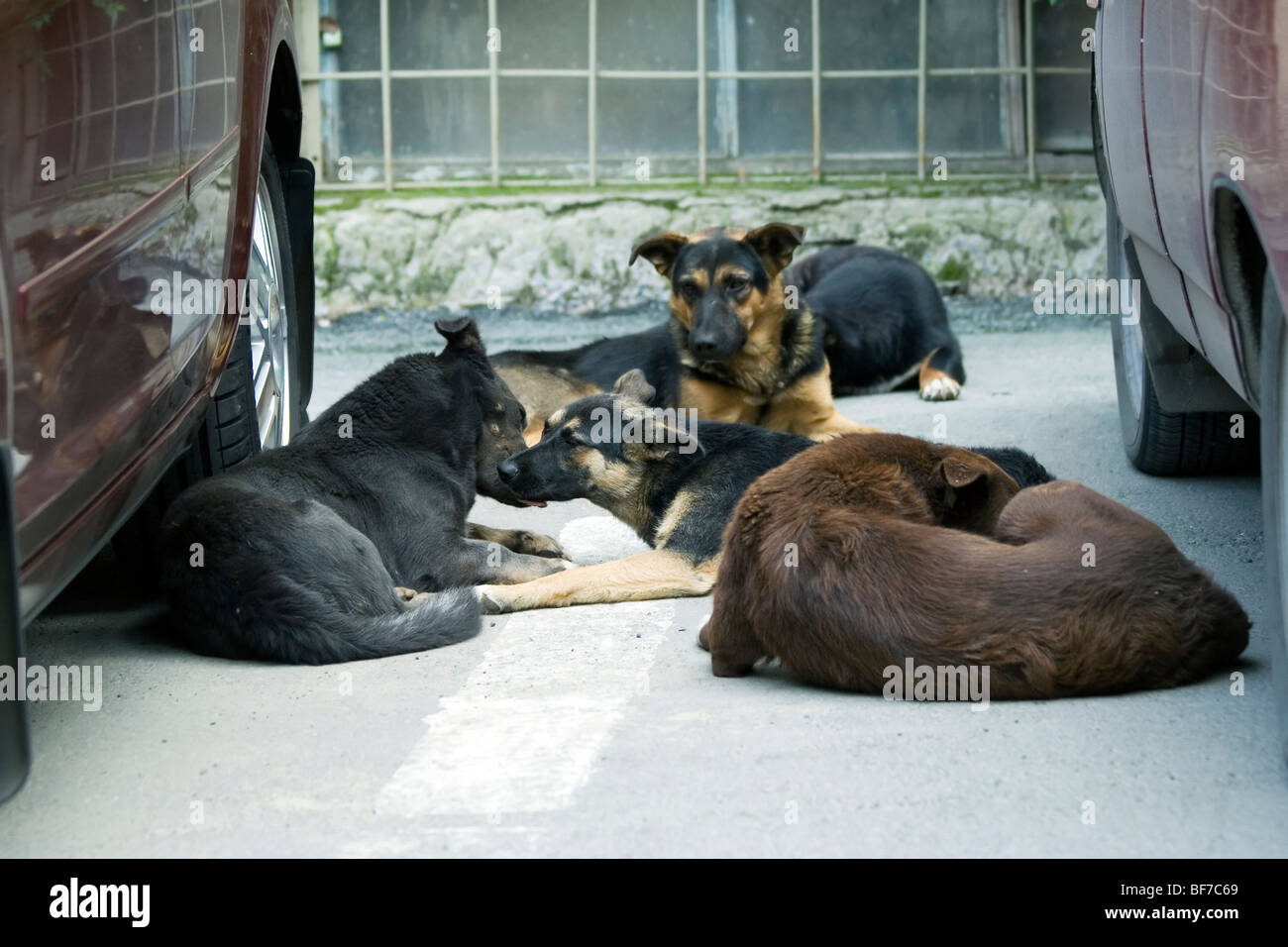 Group stray dogs hi-res stock photography and images - Alamy