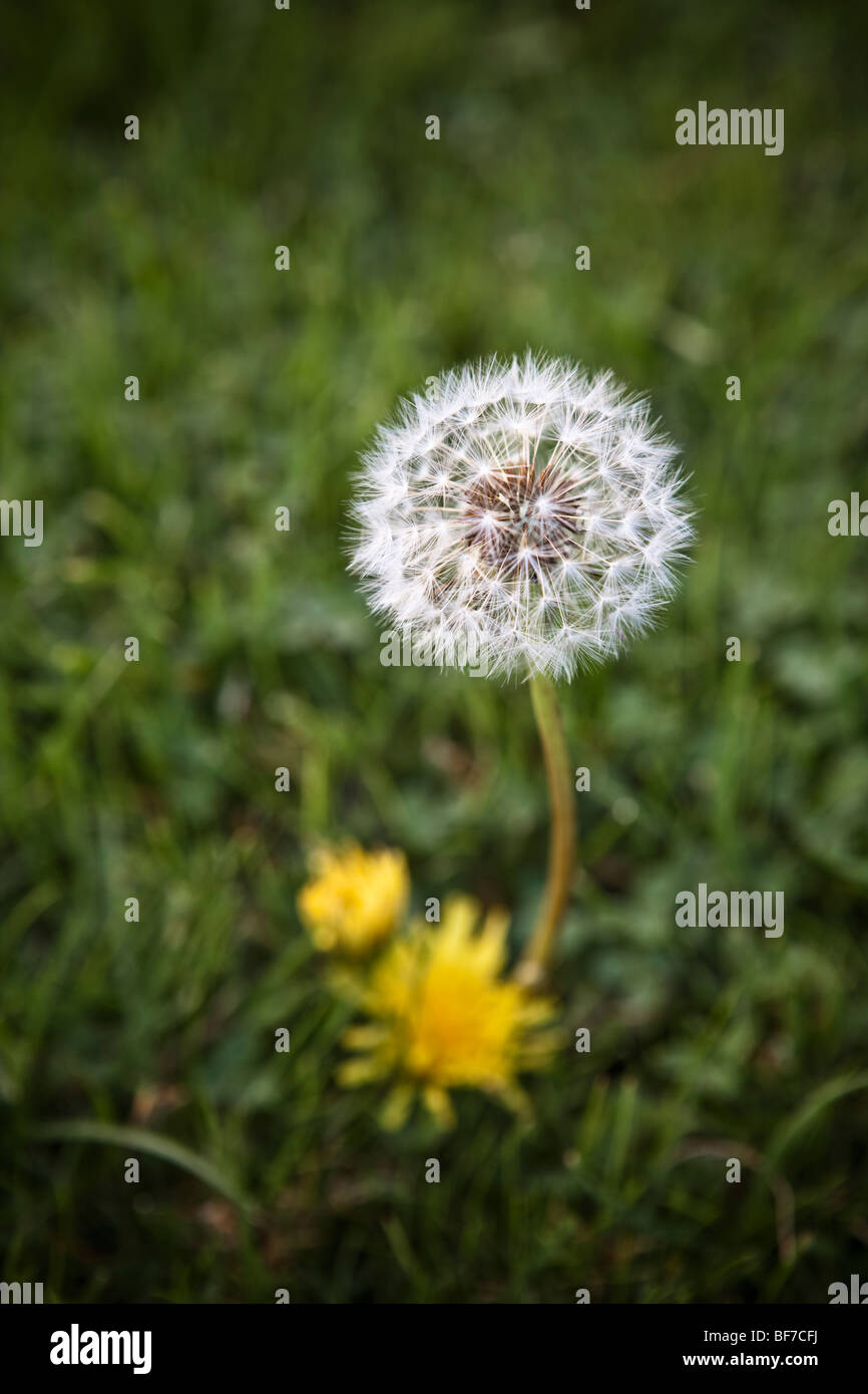 Dandelion plant root hi-res stock photography and images - Alamy