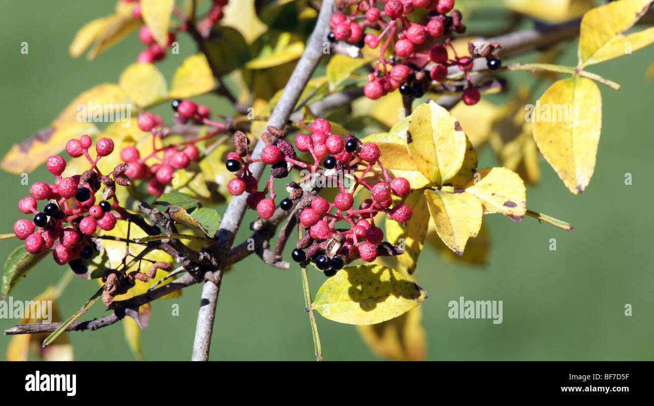 Flatspine Prickly Ash Zanthoxylum Simulans High Resolution Stock Photography and Images - Alamy