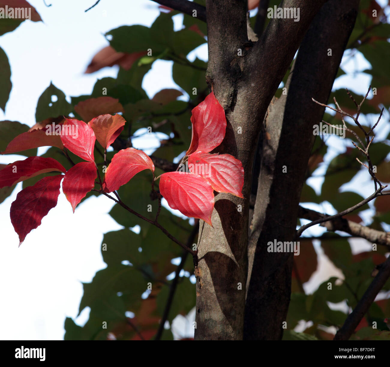 Dogwood tree cornus kousa cornaceae Japan Korea China in full autumn ...
