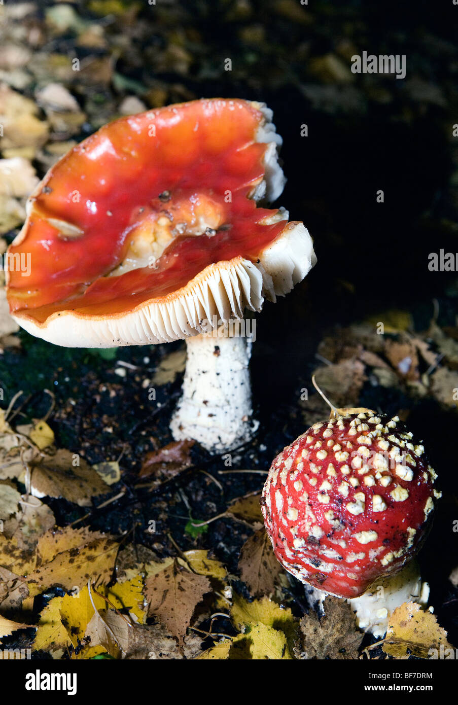 Toadstools ­ on the right Fly Agaric (Amanita Muscaria) ­ in English ...