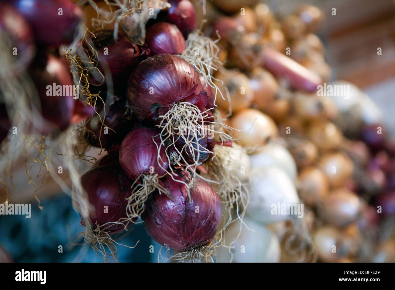 Onions on display in organic farm shop Stock Photo - Alamy