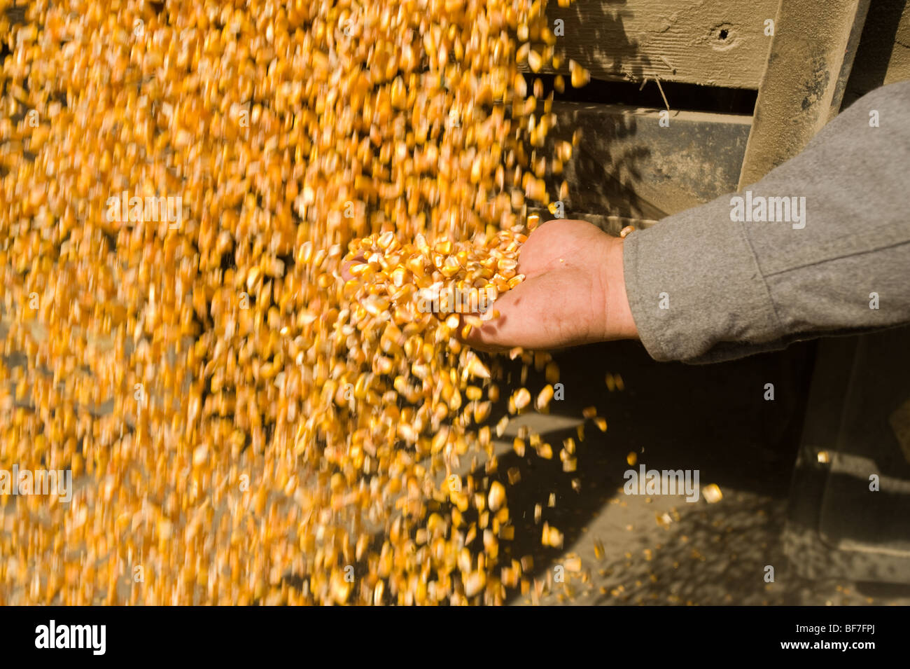 Unloading corn harvest Stock Photo - Alamy