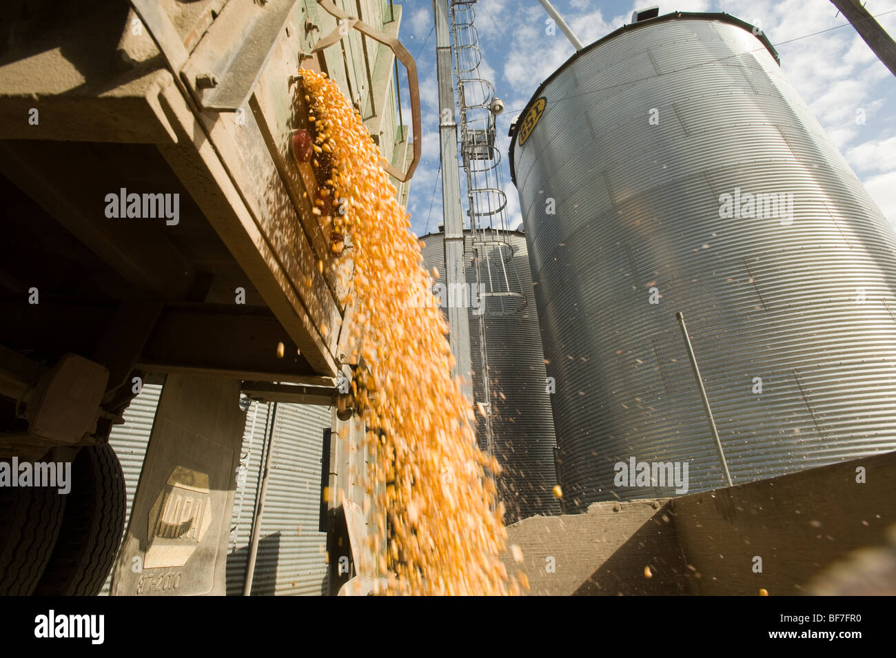 Unloading corn harvest Stock Photo - Alamy