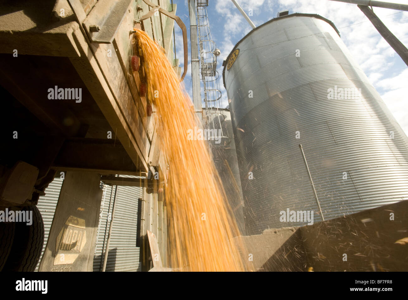 Combine harvest unloading maize corn hi-res stock photography and ...