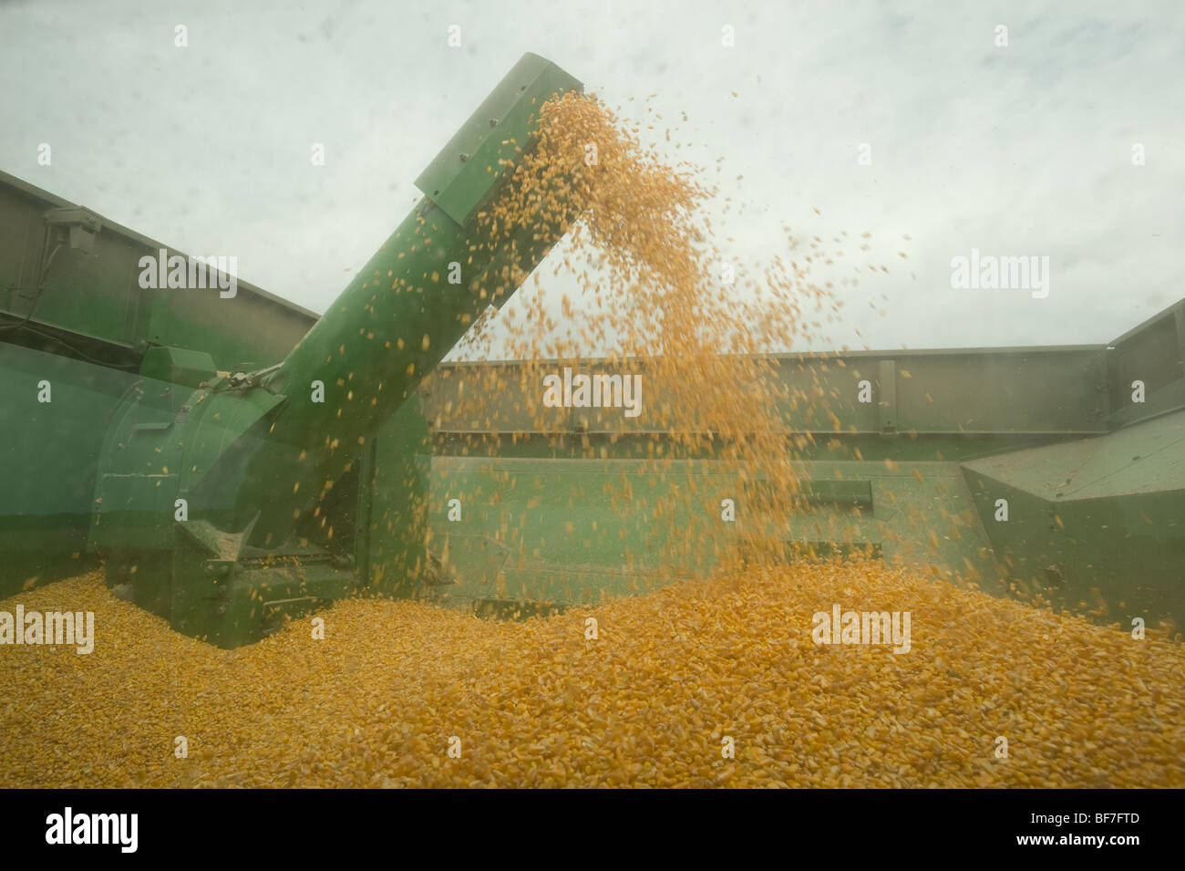 Unloading corn harvest Stock Photo - Alamy