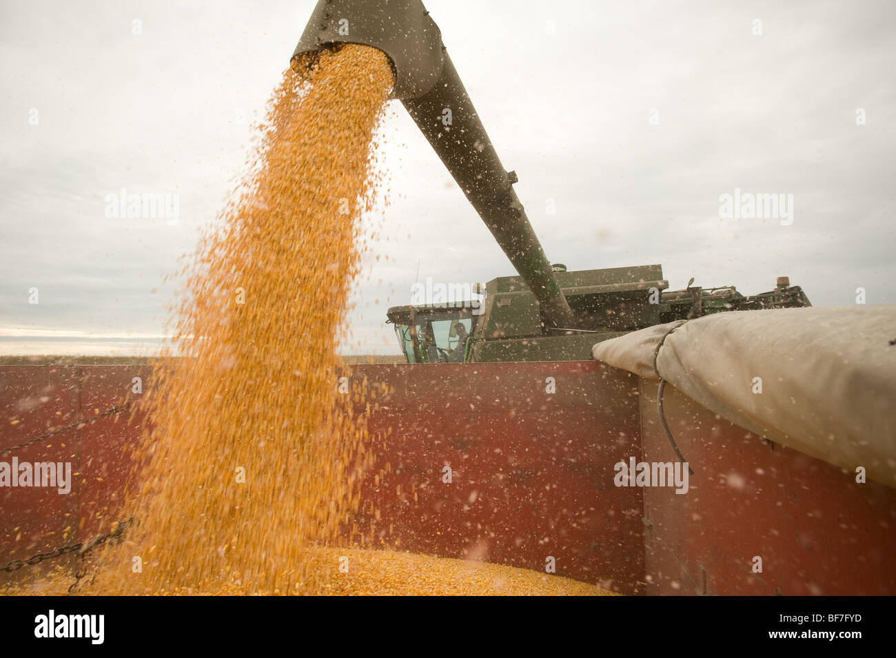 Unloading corn harvest Stock Photo - Alamy