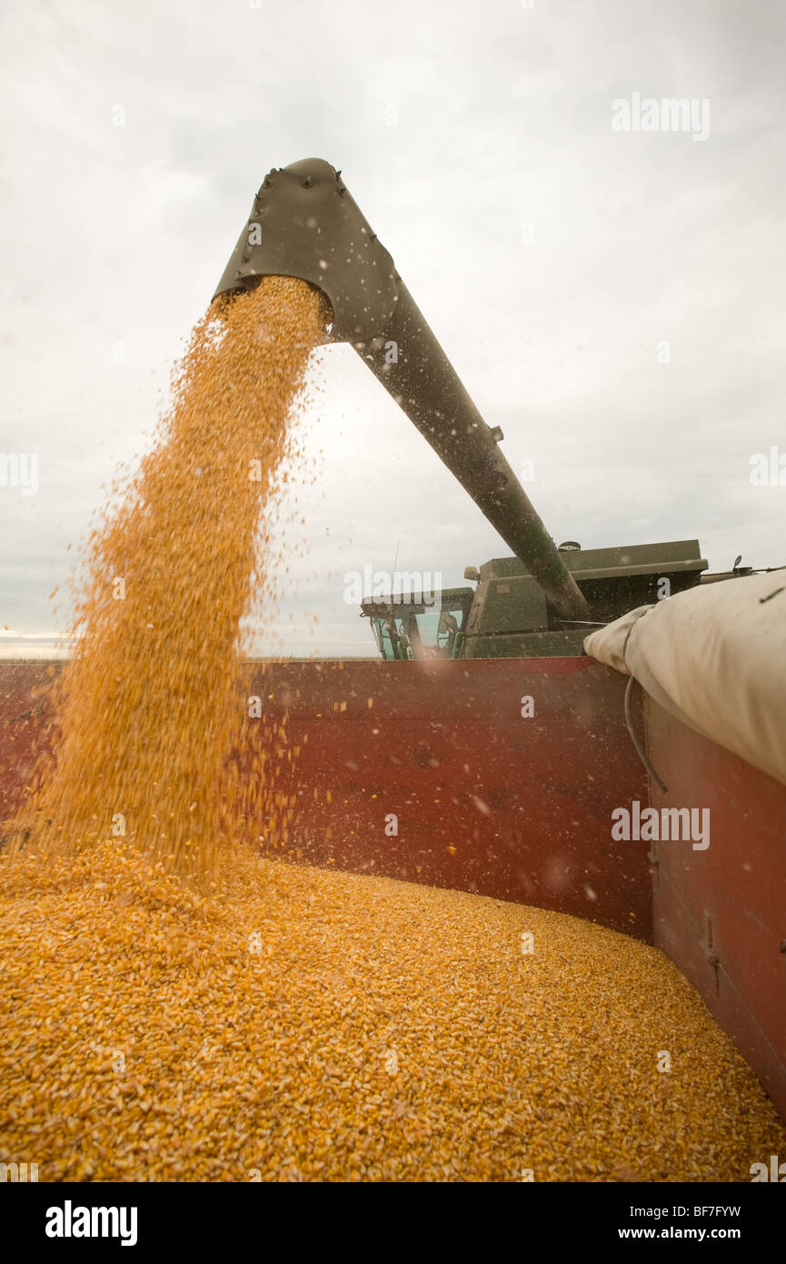 Unloading corn harvest Stock Photo - Alamy