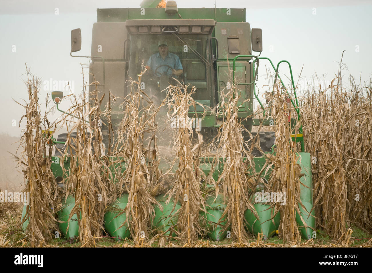 corn picker harvesting corn Stock Photo - Alamy