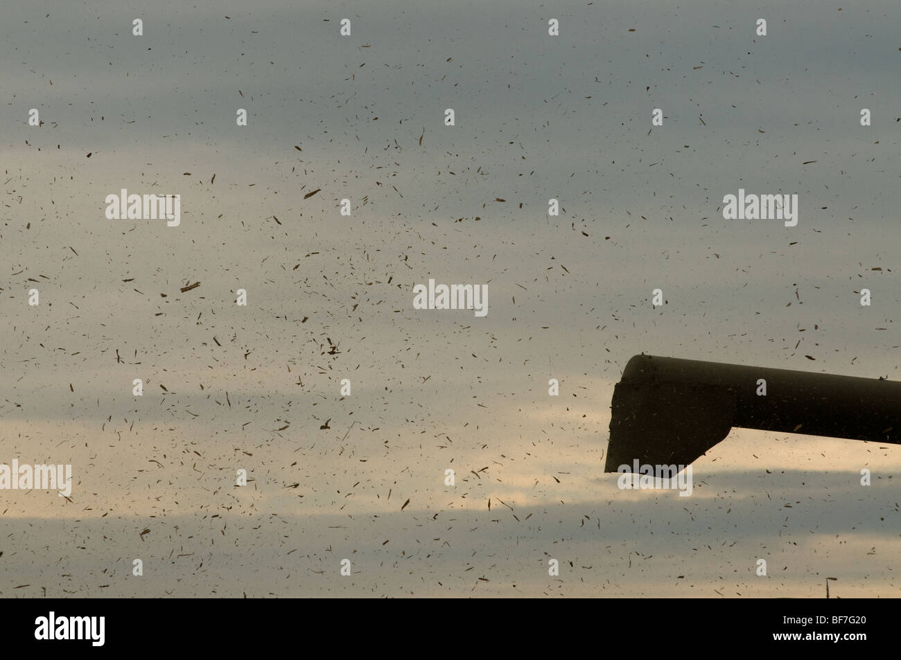 Corn chaff hi-res stock photography and images - Alamy