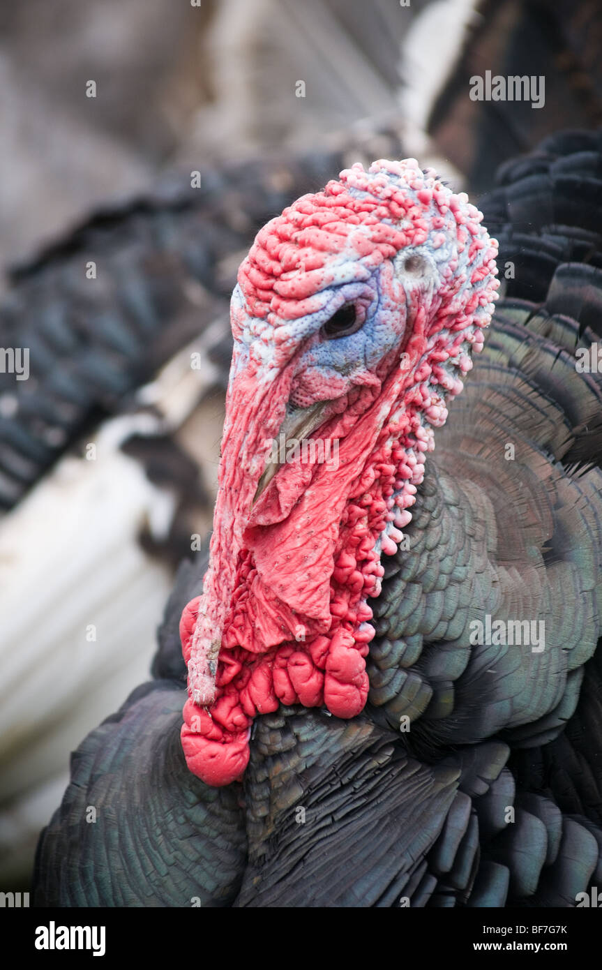 Heritage breed Turkeys at Rumbleway Farm in Cecil County MD Stock Photo ...