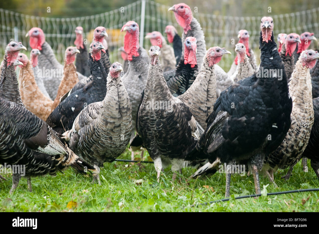 Heritage breed Turkeys raised on pasture at Rumbleway Farm in Cecil ...