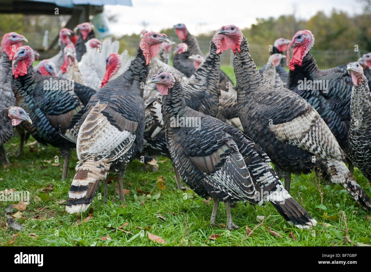 Heritage breed Turkeys raised on pasture at Rumbleway Farm in Cecil ...