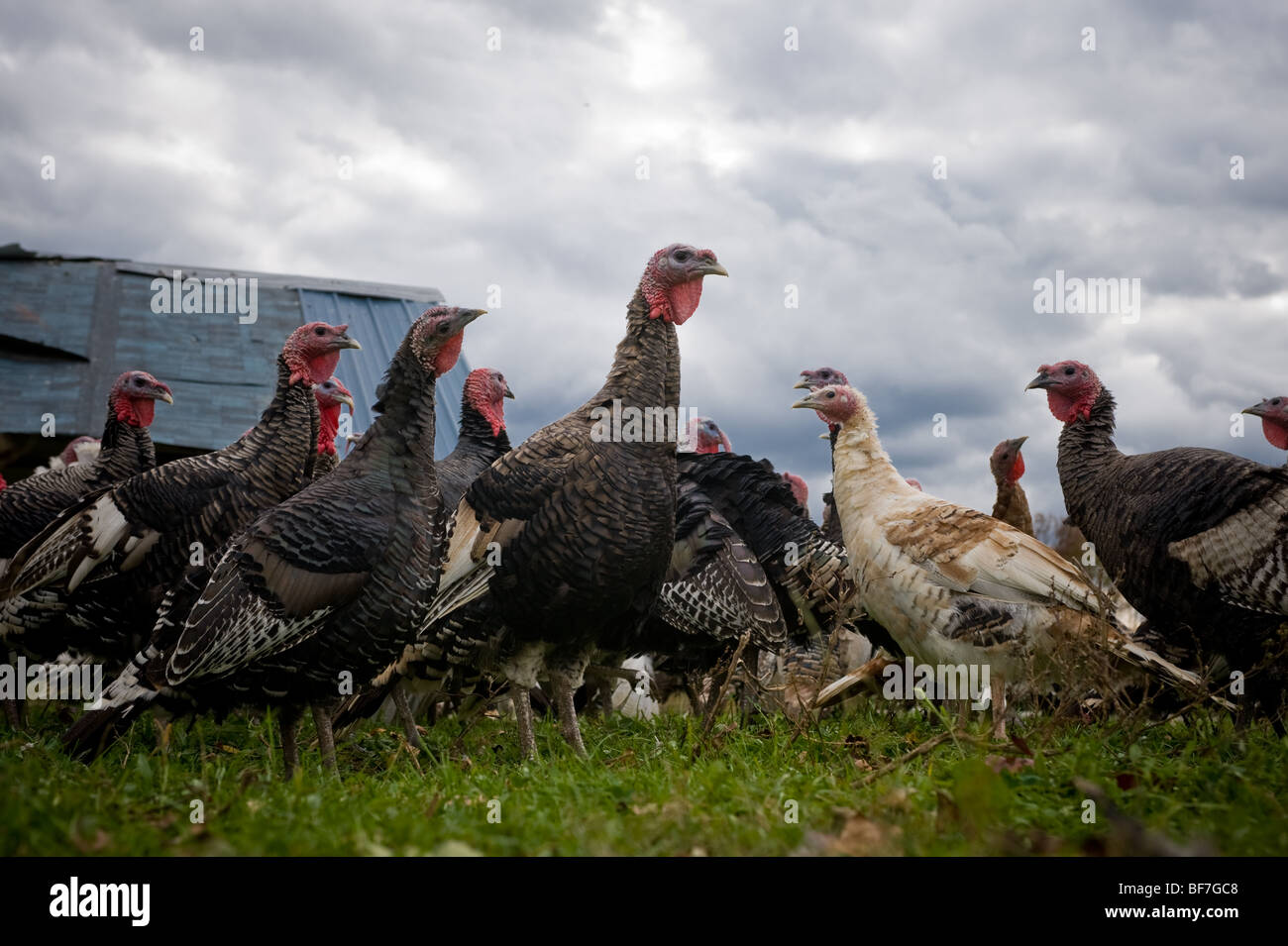 Heritage breed Turkeys raised on pasture at Rumbleway Farm in Cecil ...