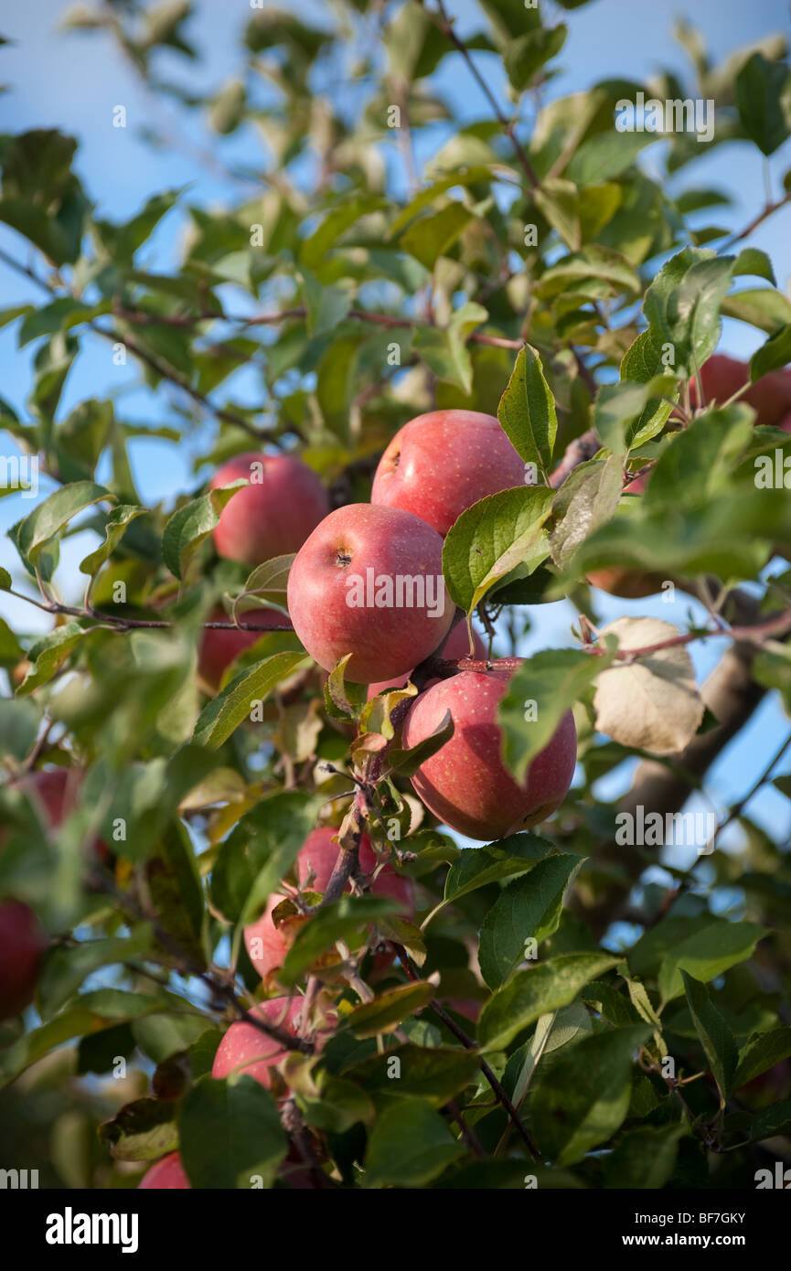 Apple apples tree fruit orchard hi-res stock photography and images - Alamy