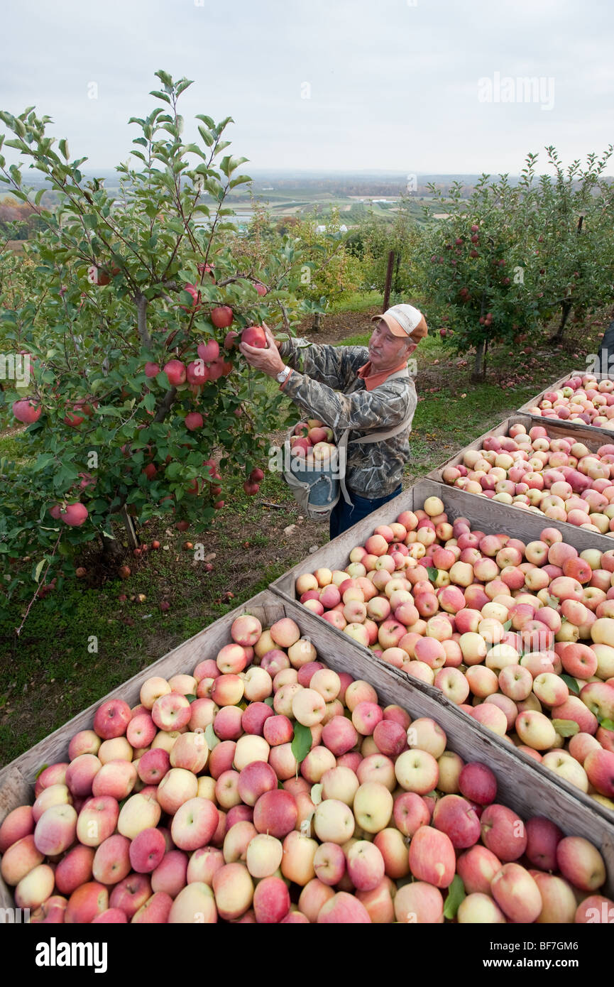 Man picking apples from a tree Stock Photo - Alamy