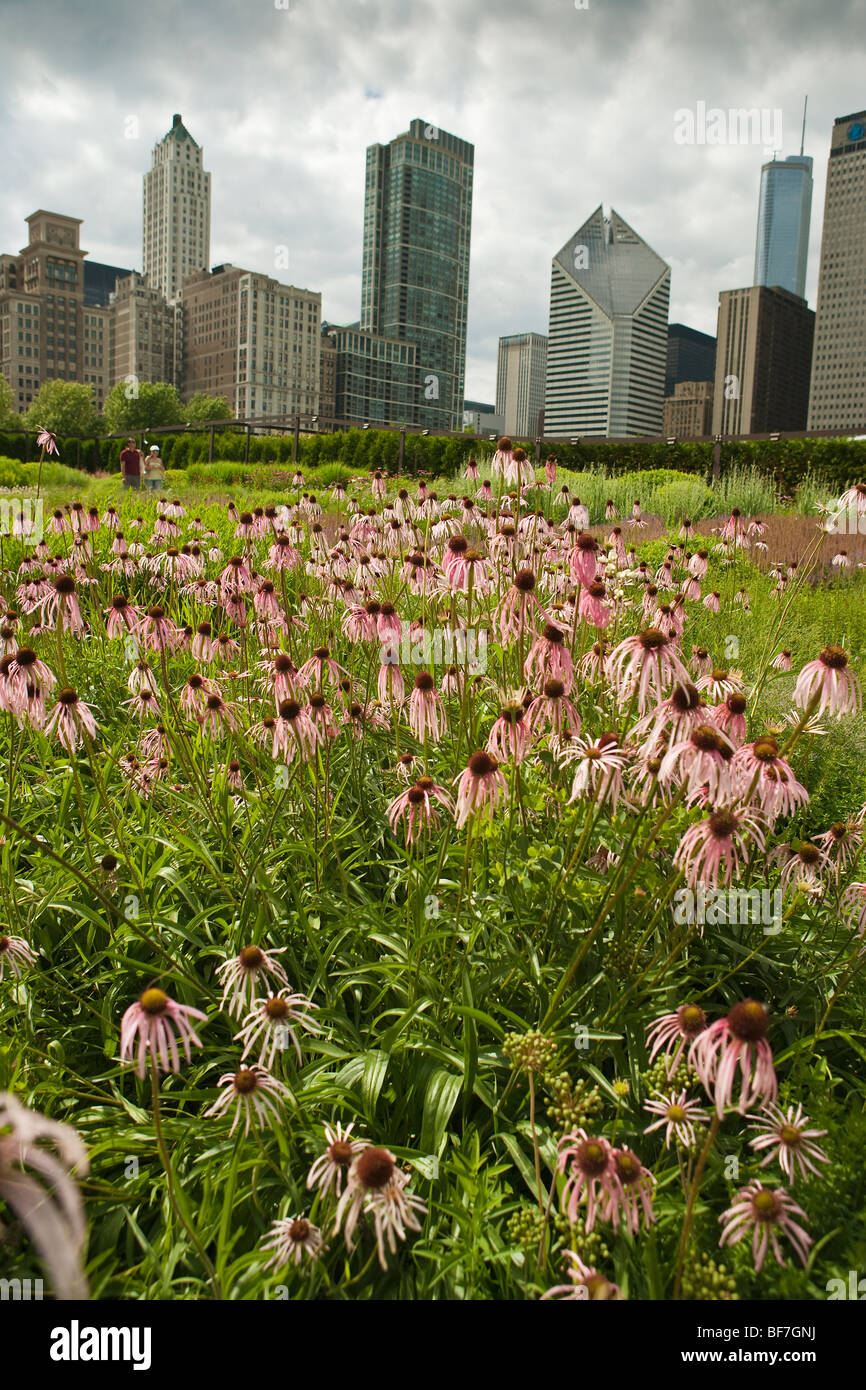 purple cone flower and betony bloom in the Lurie Garden, Millennium ...