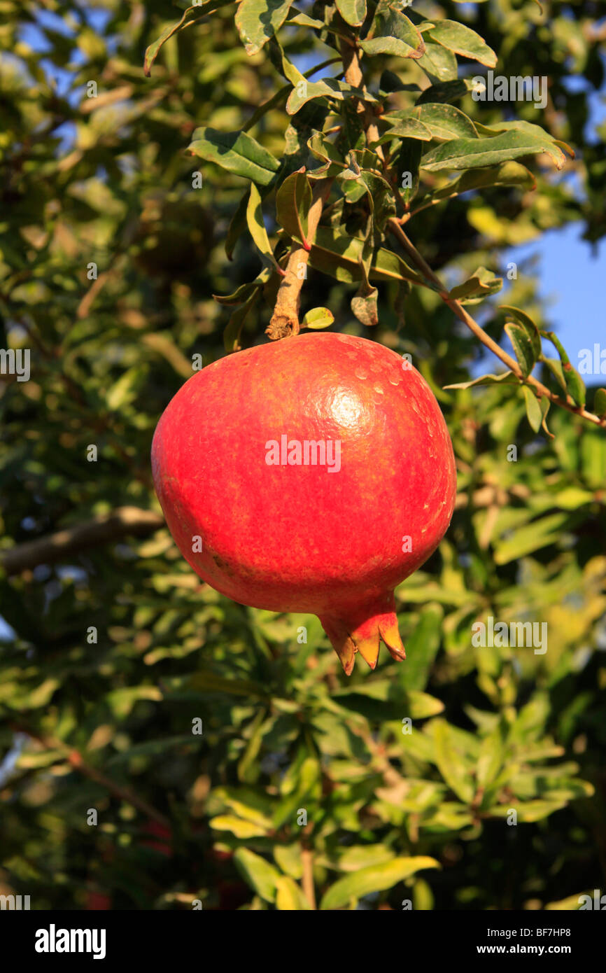 Israel, Shephelah, Pomegranate tree (Punica granatum) in Moshav Lachish ...