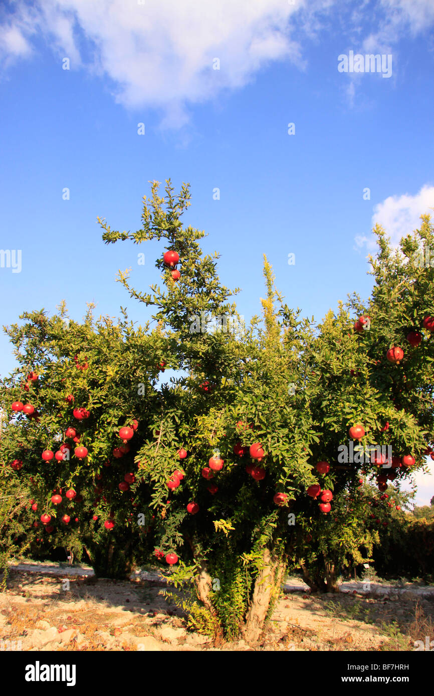 Pomegranate tree hi-res stock photography and images - Alamy