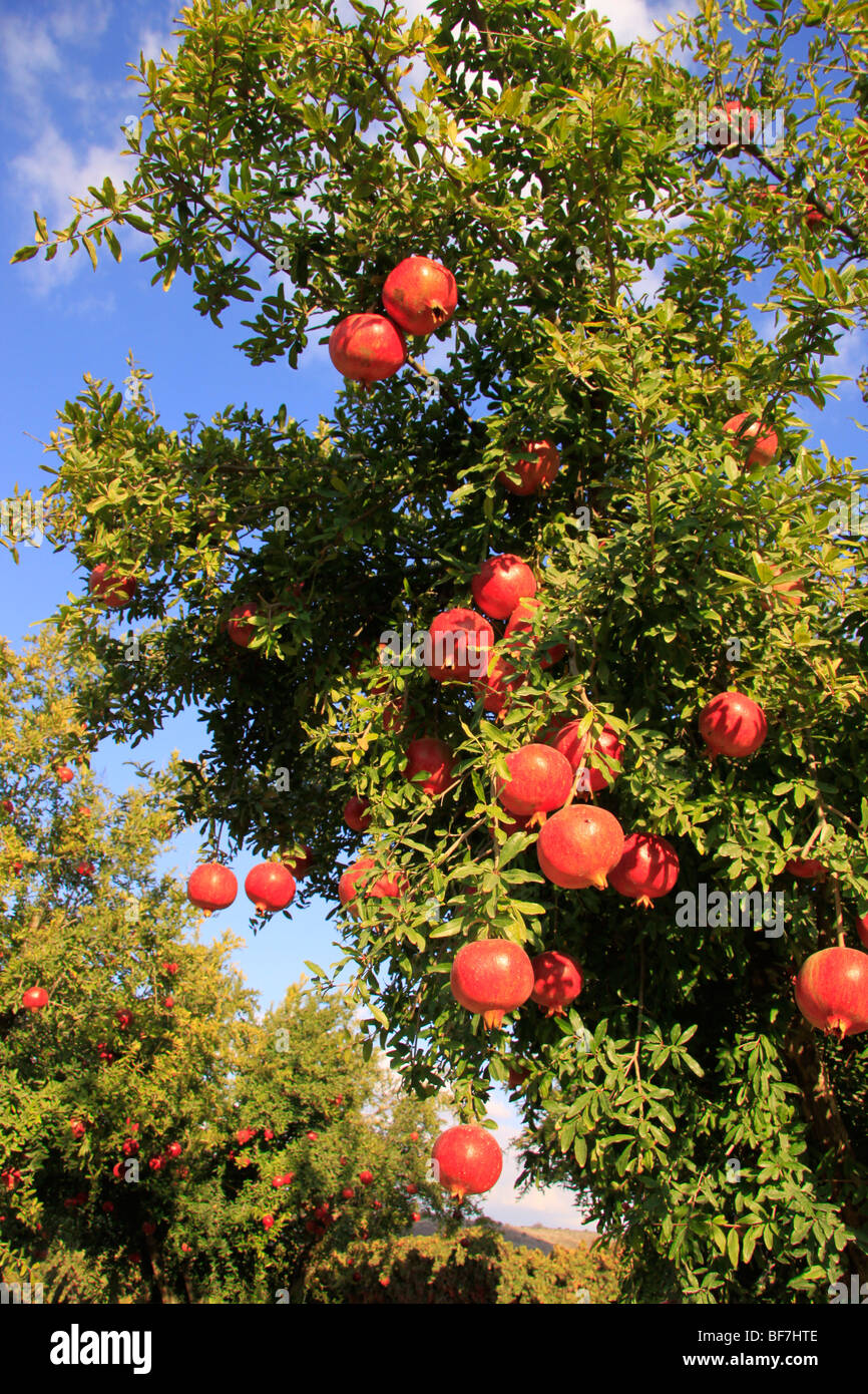 Pomegranate tree hi-res stock photography and images - Alamy