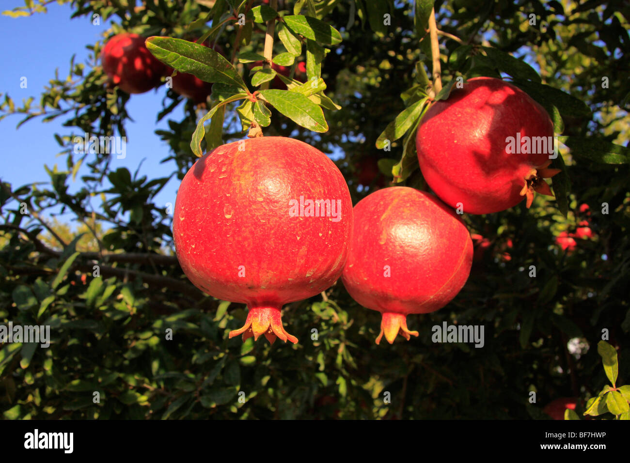 Israel, Shephelah, Pomegranate tree (Punica granatum) in Moshav Lachish ...
