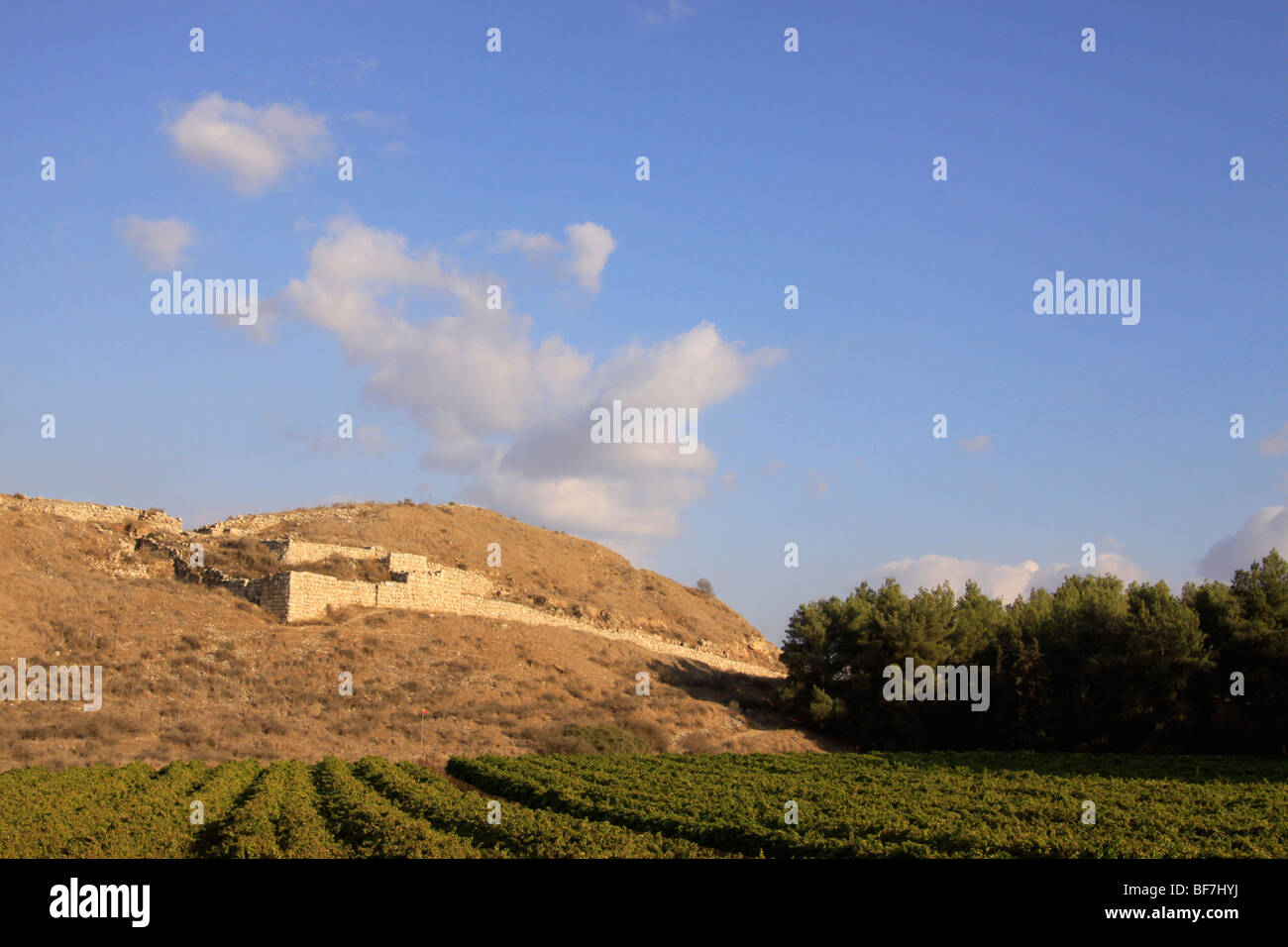 Lachish hi-res stock photography and images - Alamy