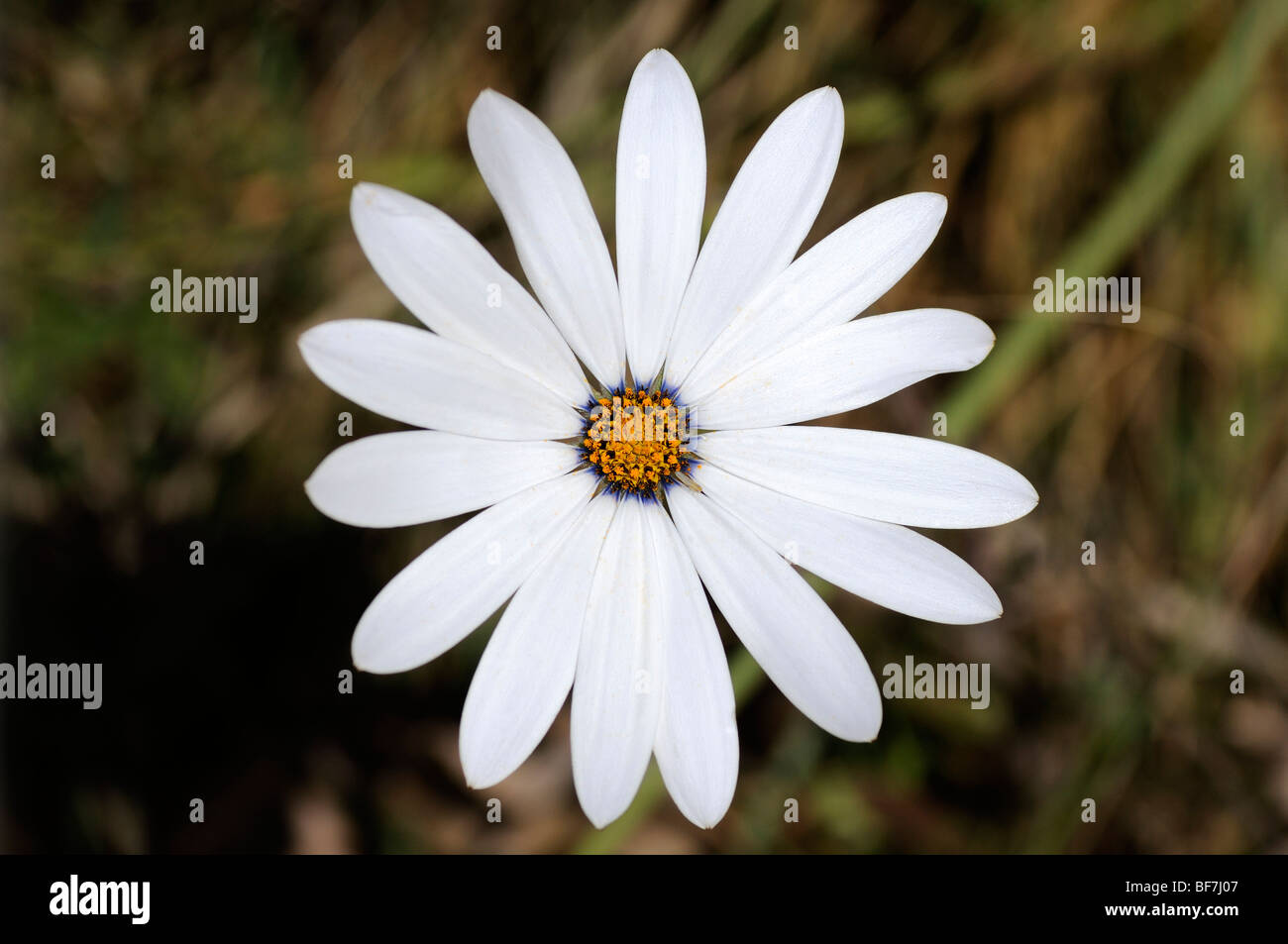 Dimorphoteca pluvialis, Namaqualand, South Africa Stock Photo - Alamy