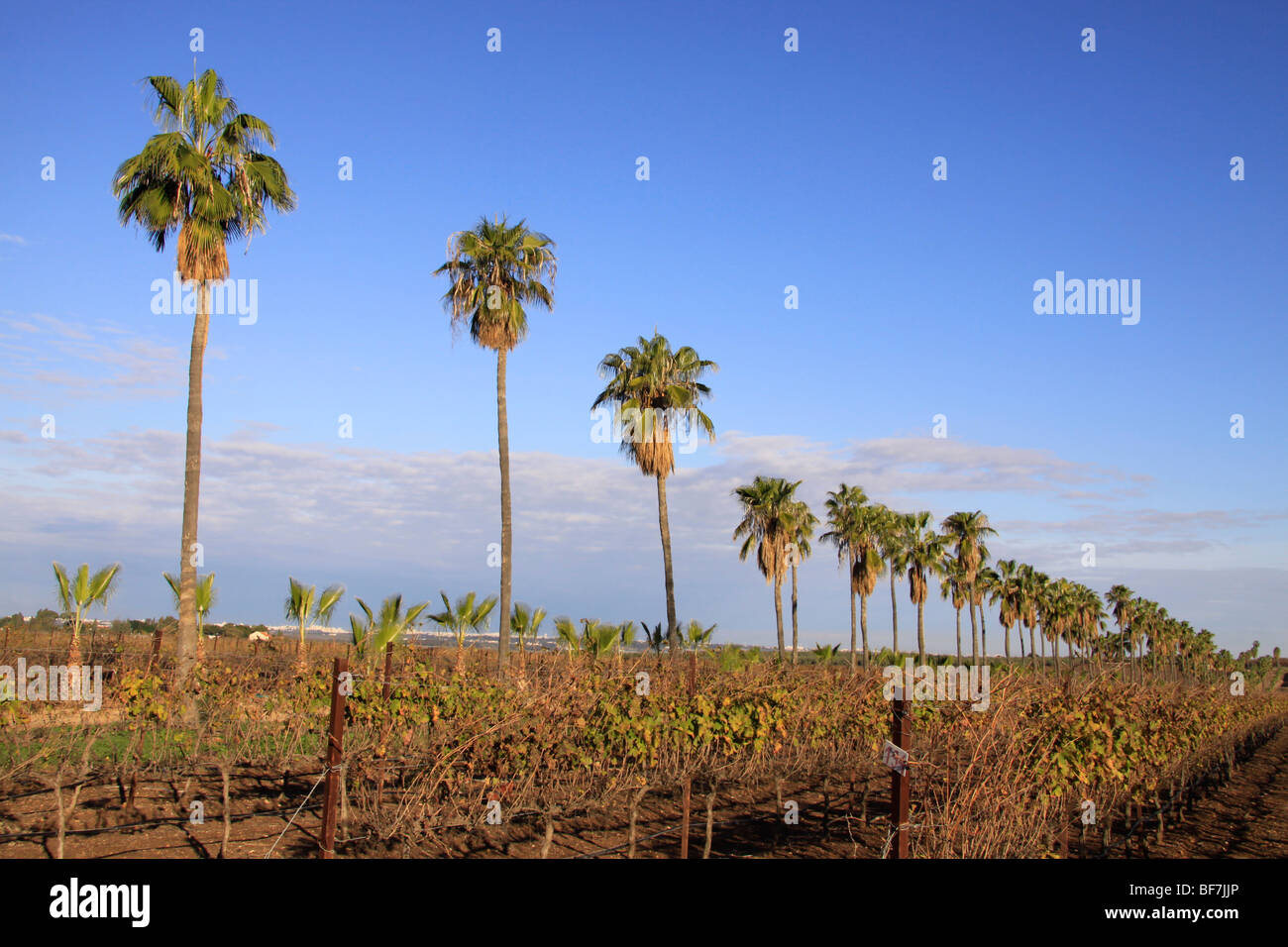 Israel, Shephelah, Washington Palms (Washingtonia robusta) near Hulda ...